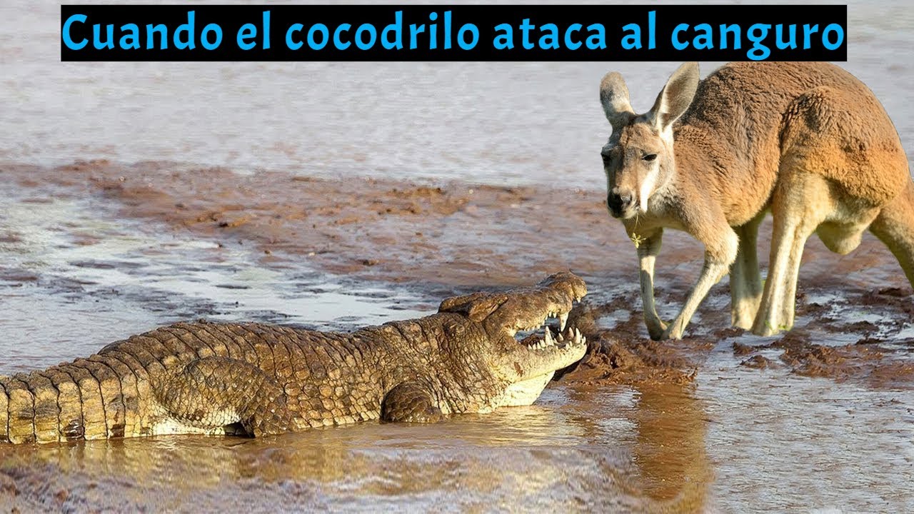 Cuando el cocodrilo ataca al canguro - YouTube