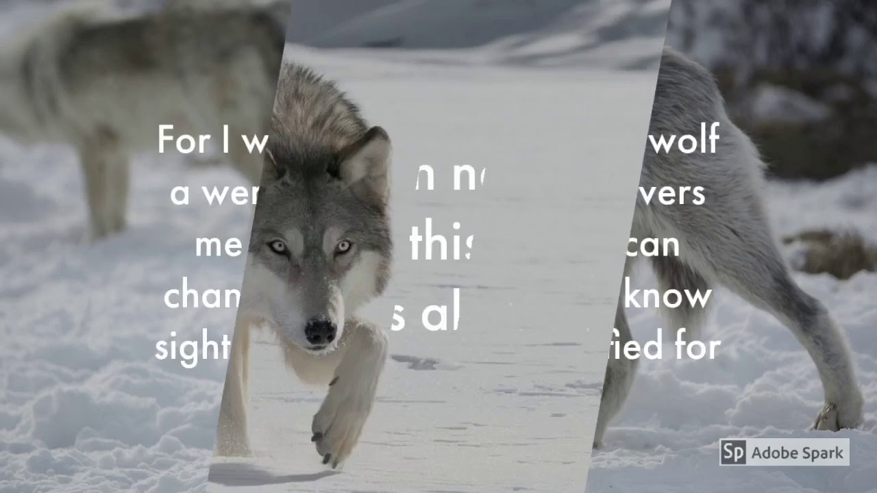 REAL werewolf spell - YouTube