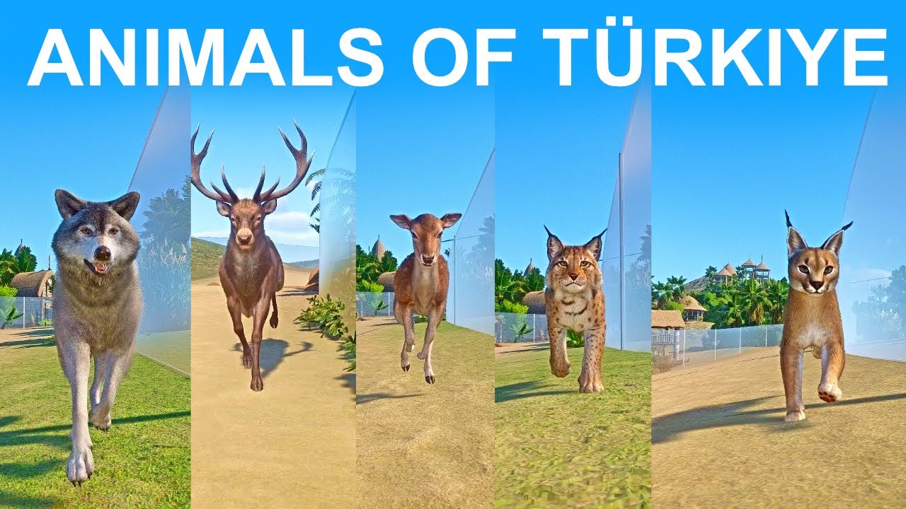 Animals of Turkiye Speed Race in Planet Zoo included Caracal, Deer, Red ...