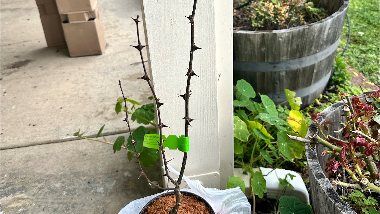 unboxing my first szechuan pepper plant peppercorn tree! - YouTube