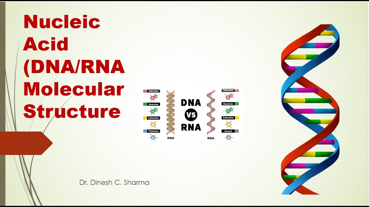 Nucleic Acid (DNA/RNA) - Part-I- Molecular Structure of Nitrogen Base ...