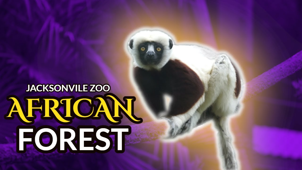 African Forest | Jacksonville Zoo and Gardens - YouTube