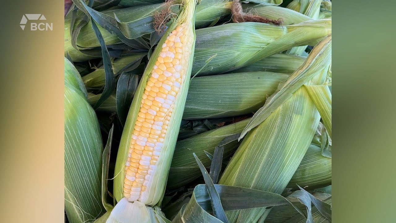 Why is Taber corn so popular | Tuesday, Aug 27, 2024| Heidi Echavarria ...