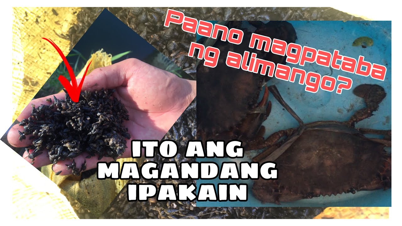 TIP SA PAG AALAGA NG ALIMANGO, Paano Magpataba ng mga Alimango VLOG#6 ...