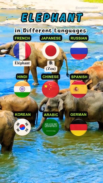 Elephant 🐘 in different languages #shorts #translation #pronunciation # ...