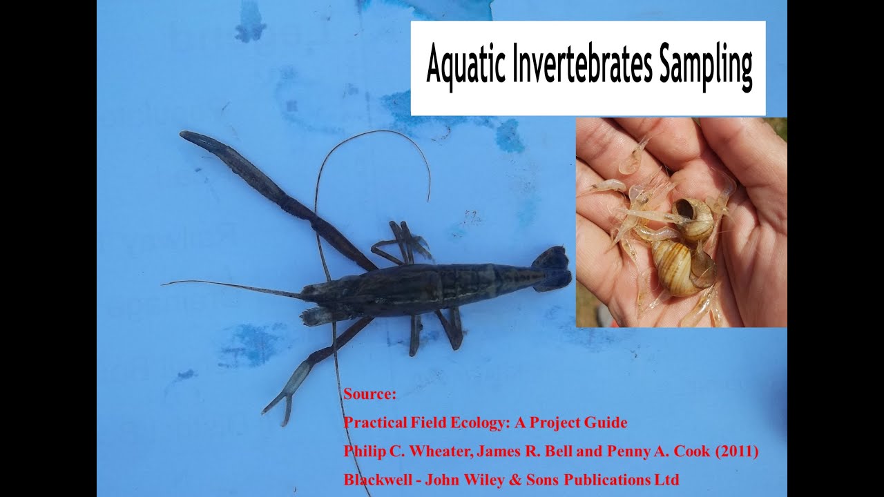 Aquatic Invertebrates Sampling - YouTube