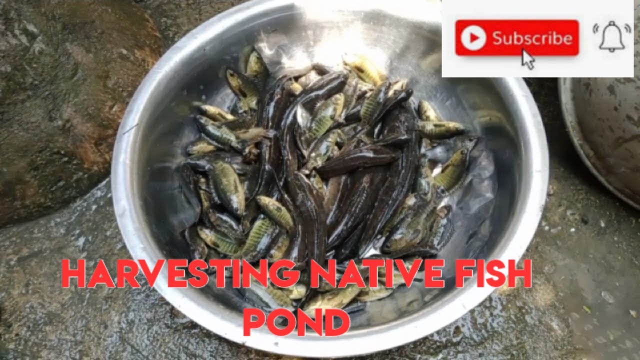Harvesting pond native fish || Tata vlogz - YouTube
