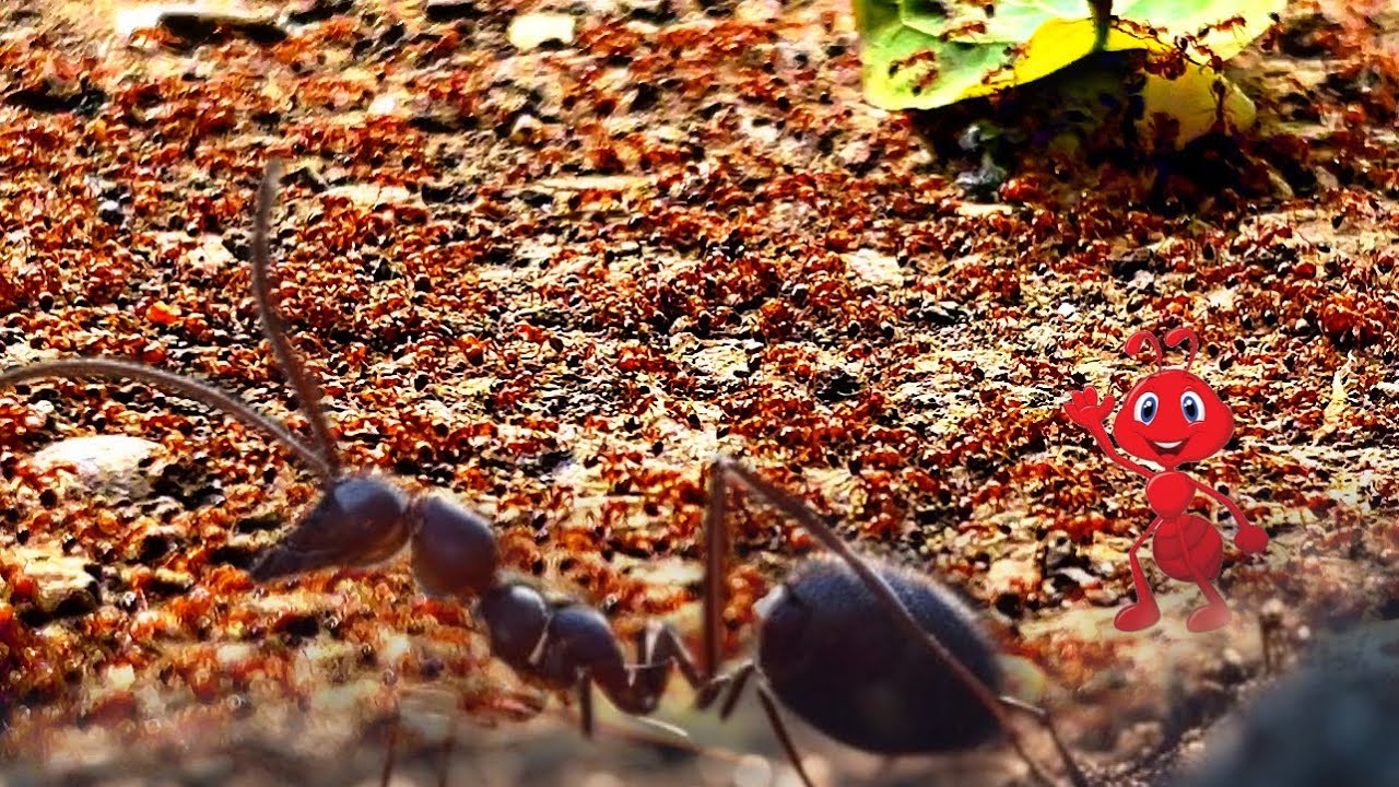 Amazing Watch the official MINUSCULE Clips + Trailer now 🐜🦞 - YouTube