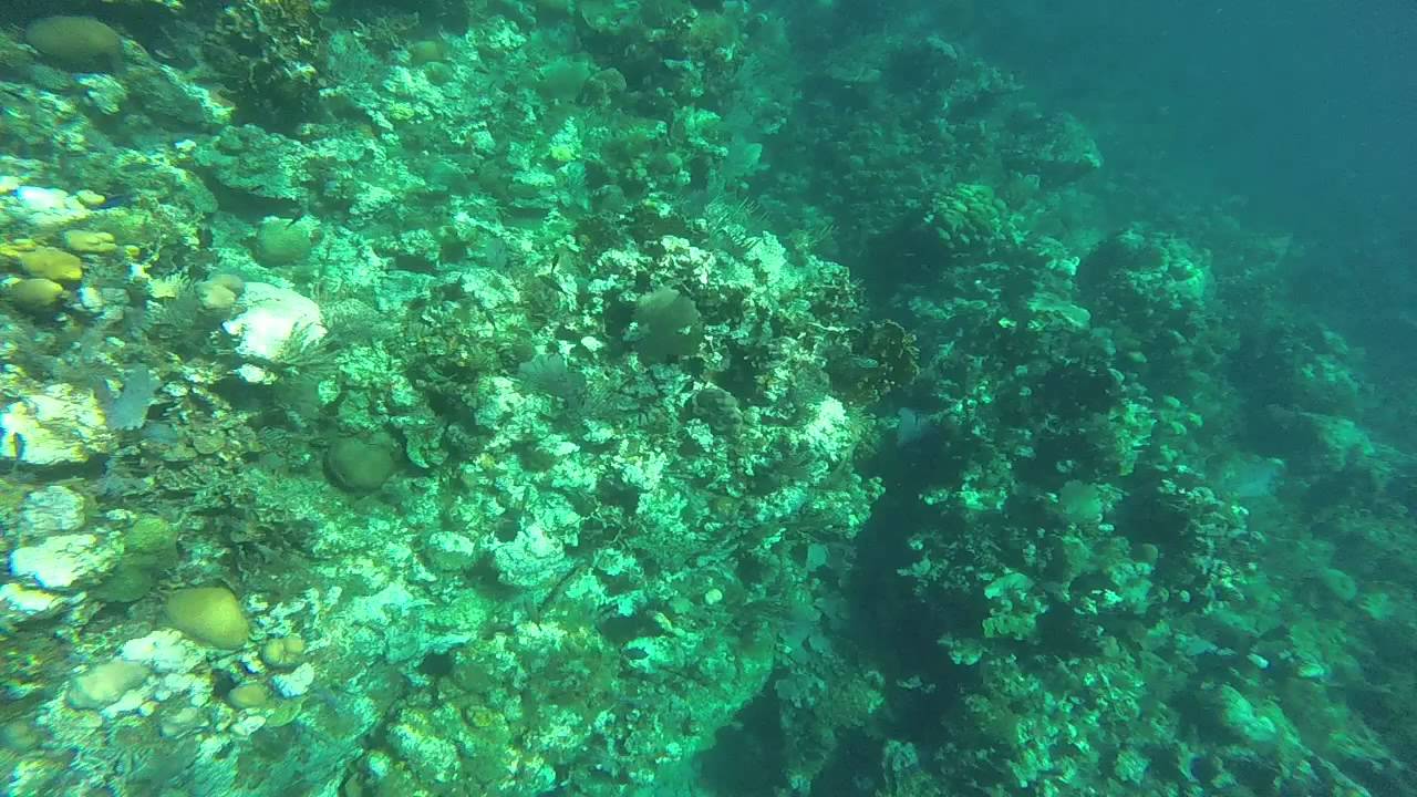 Blue Channel Snorkel Roatan - YouTube