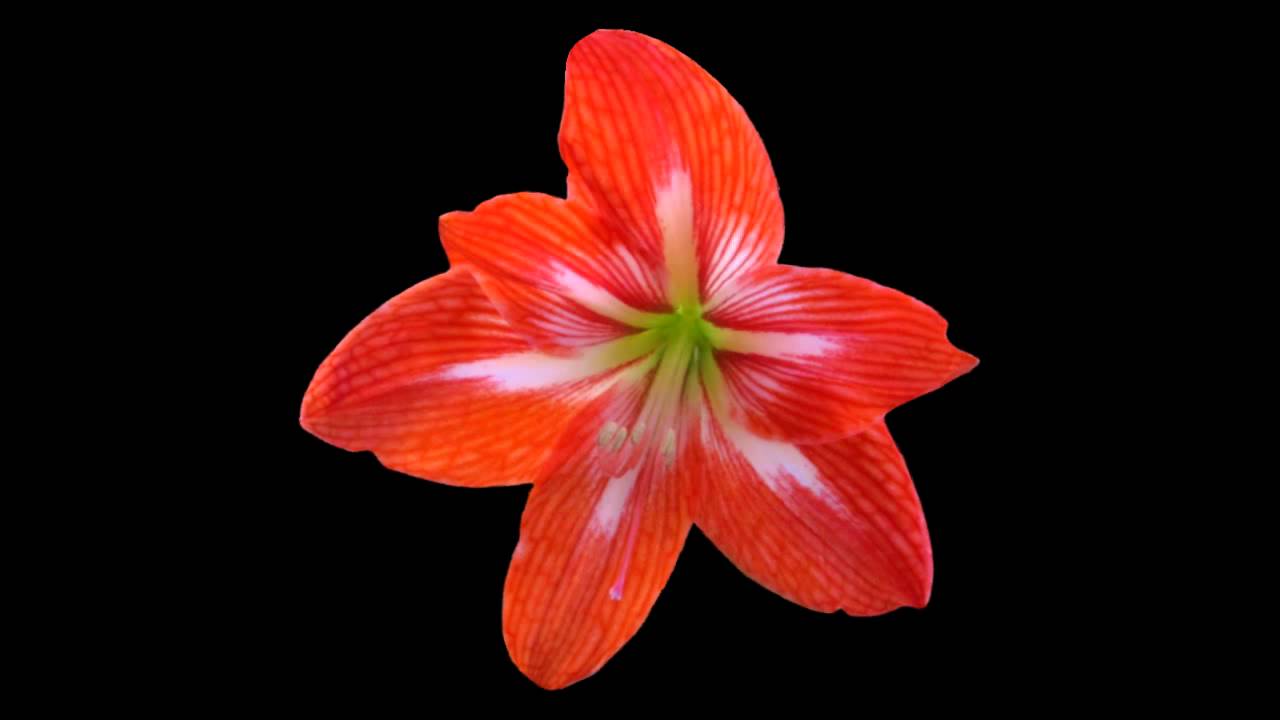 Flowers-Morph - YouTube