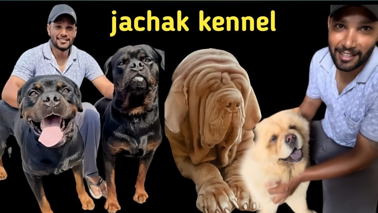 Jachak kennel all breeds available||#doglover #puppydogandpuppycat # ...