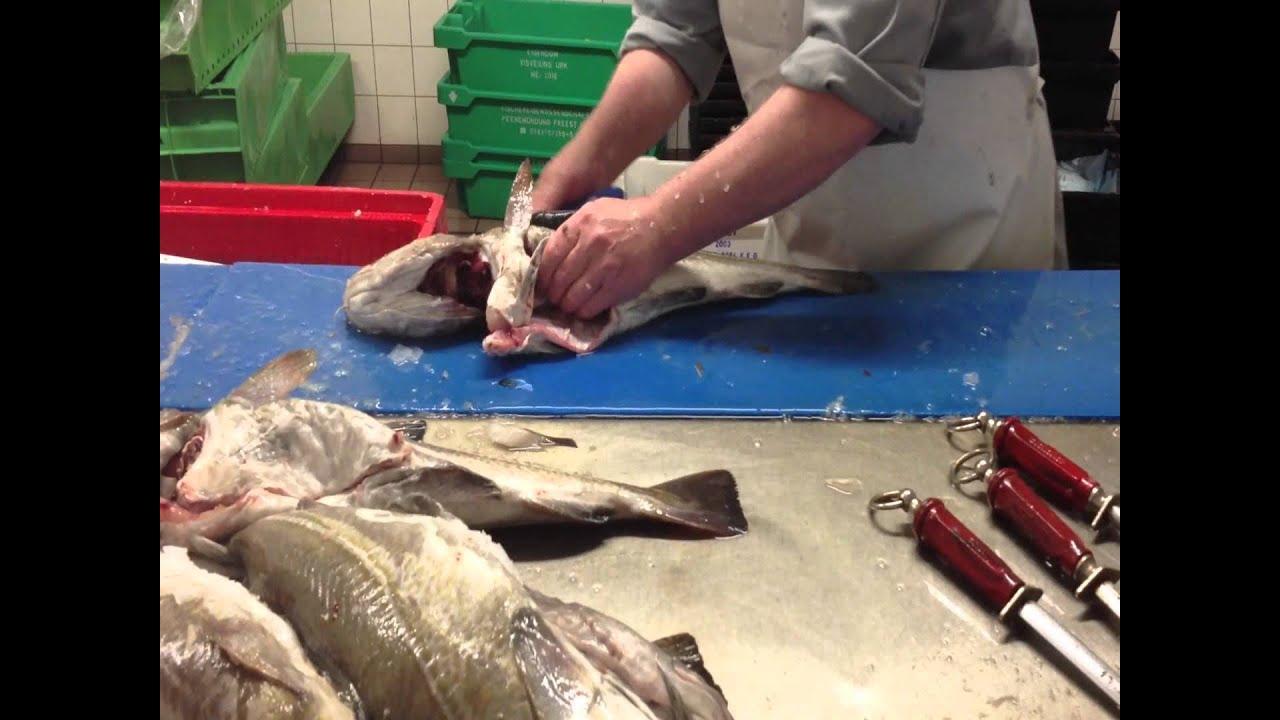 Kabeljauw Fileren @ Heijvis Visverwerking - Fish Processing - Vis ...