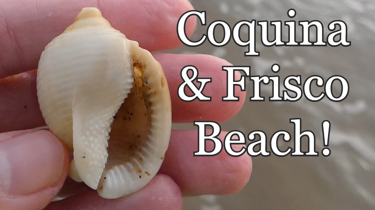 Outer Banks Shelling in North Carolina! - YouTube