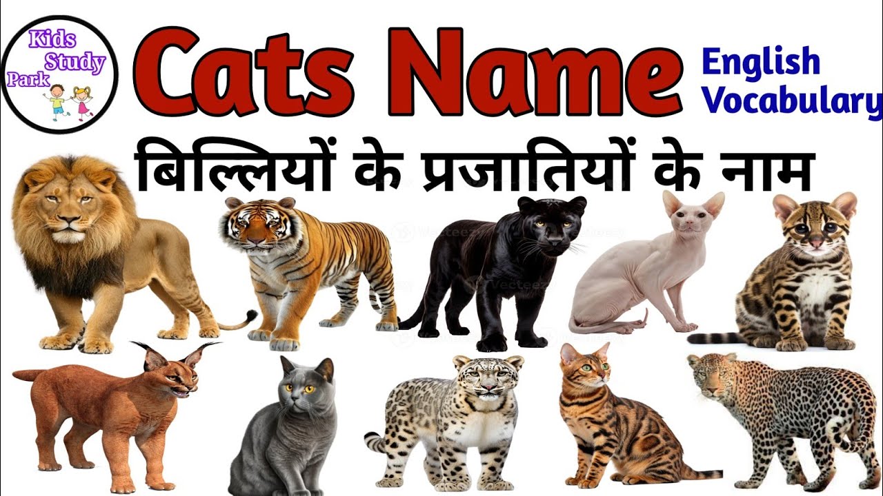 Animals Name | Cats Name With Pictures | बिल्लियों के प्रजातियों के नाम ...