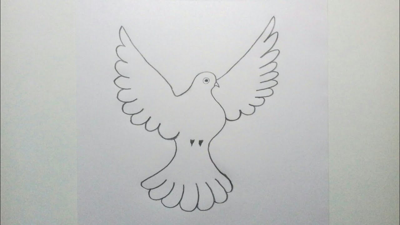 Easy pigeon sketch | how to draw a flying pigeon easy step by step ...