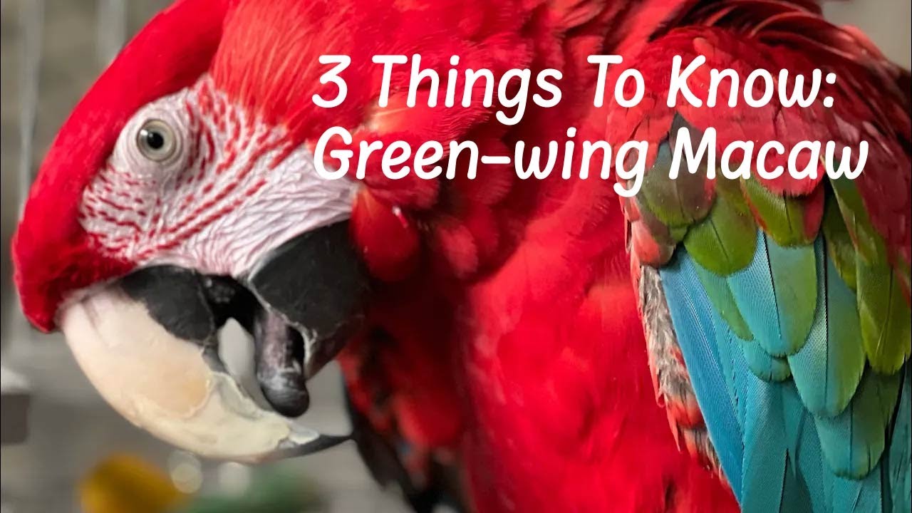 3 Things To Know Before Getting A Green-winged Macaw | #parrot_bliss # ...
