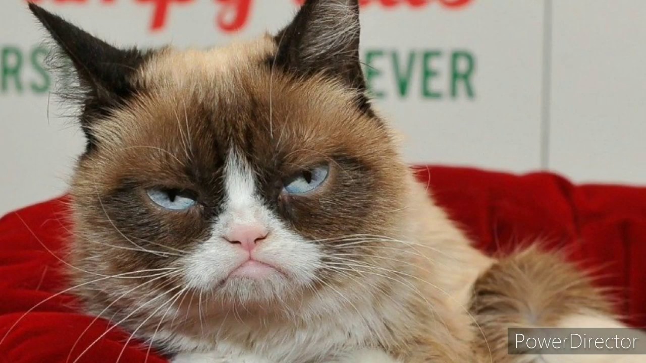 Perro y Gato (final feliz) 😊 - YouTube