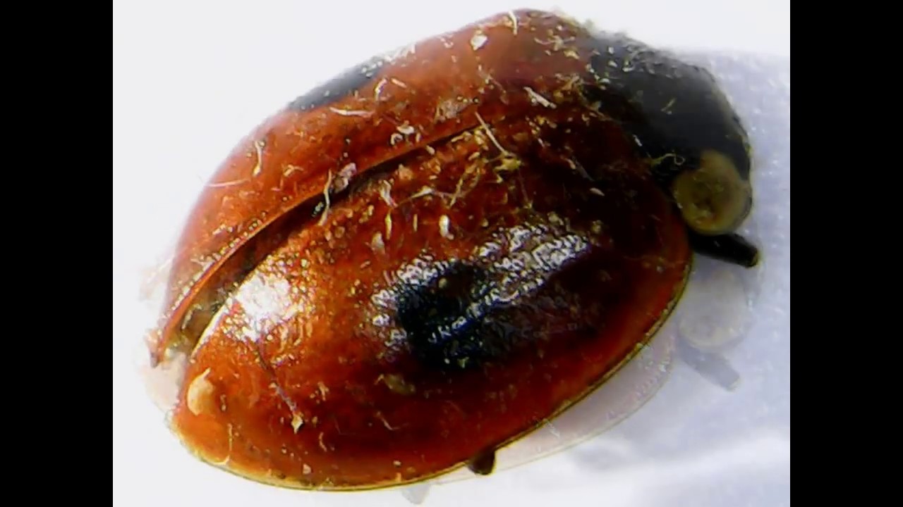 Under the microscope: ladybug / Под микроскопом: божья коровка - YouTube