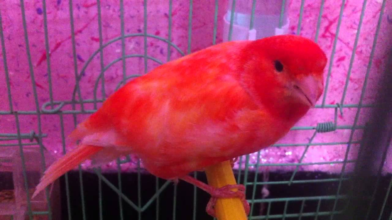 canari rouge schimmel - YouTube