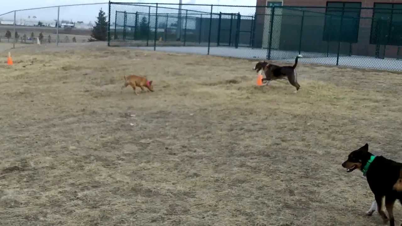 Black Dog Animal Rescue/Cheyenne Animal Shelter Play Groups 1 - YouTube
