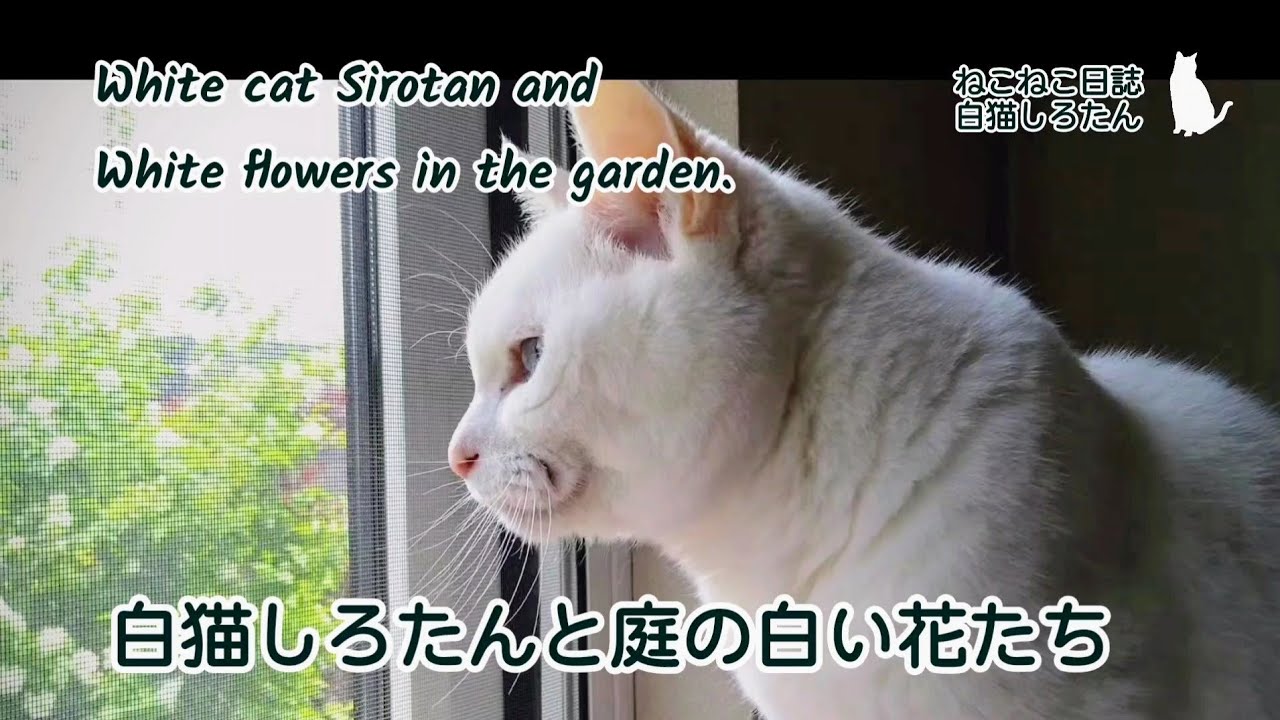 【庭の白い花たち】White cat Sirotan and White flowers in the garden. #しろたん #庭の白い ...