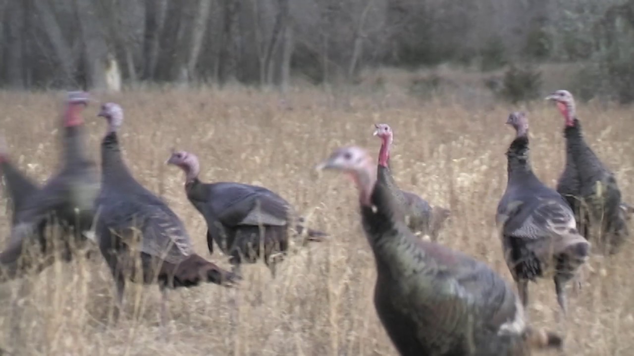 1000 turkeys to choose from: 1 hunter, 1 shot...2 kills. - YouTube
