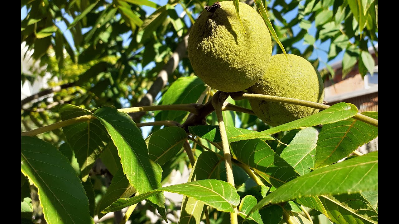 Šta je crni orah i zašto ga treba uzgajati - YouTube