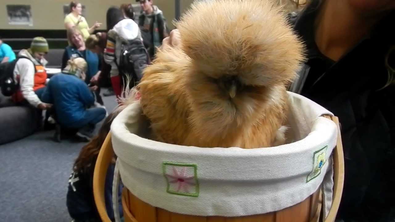 Therapy Chicken - YouTube