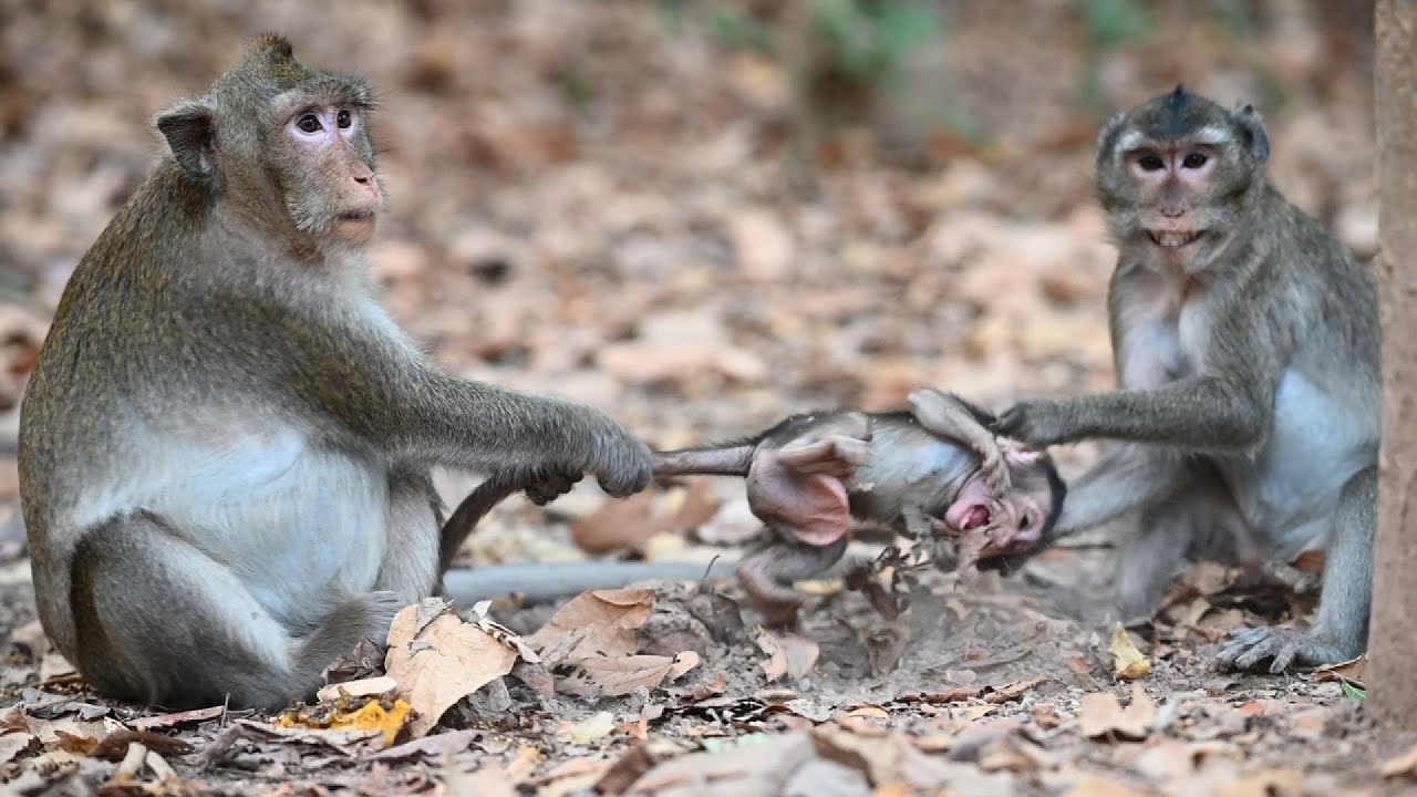 Funny happy monkey's are playing #Monkeys - YouTube