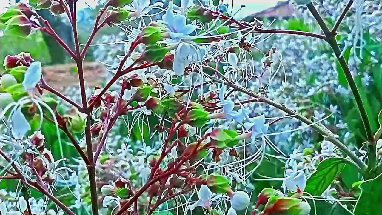 flowers video footage।। free flowers video download 🌹 - YouTube