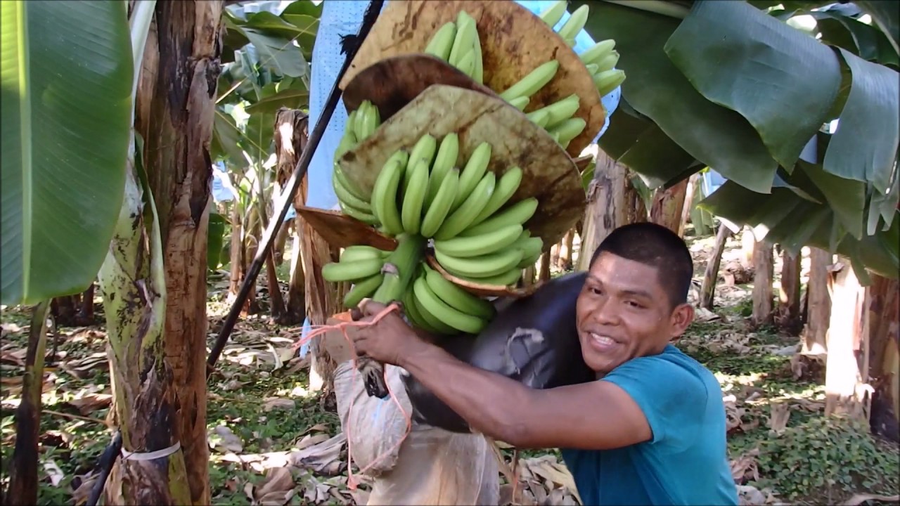Banana plantation Cableway - Supply Chain - AgroFair - YouTube