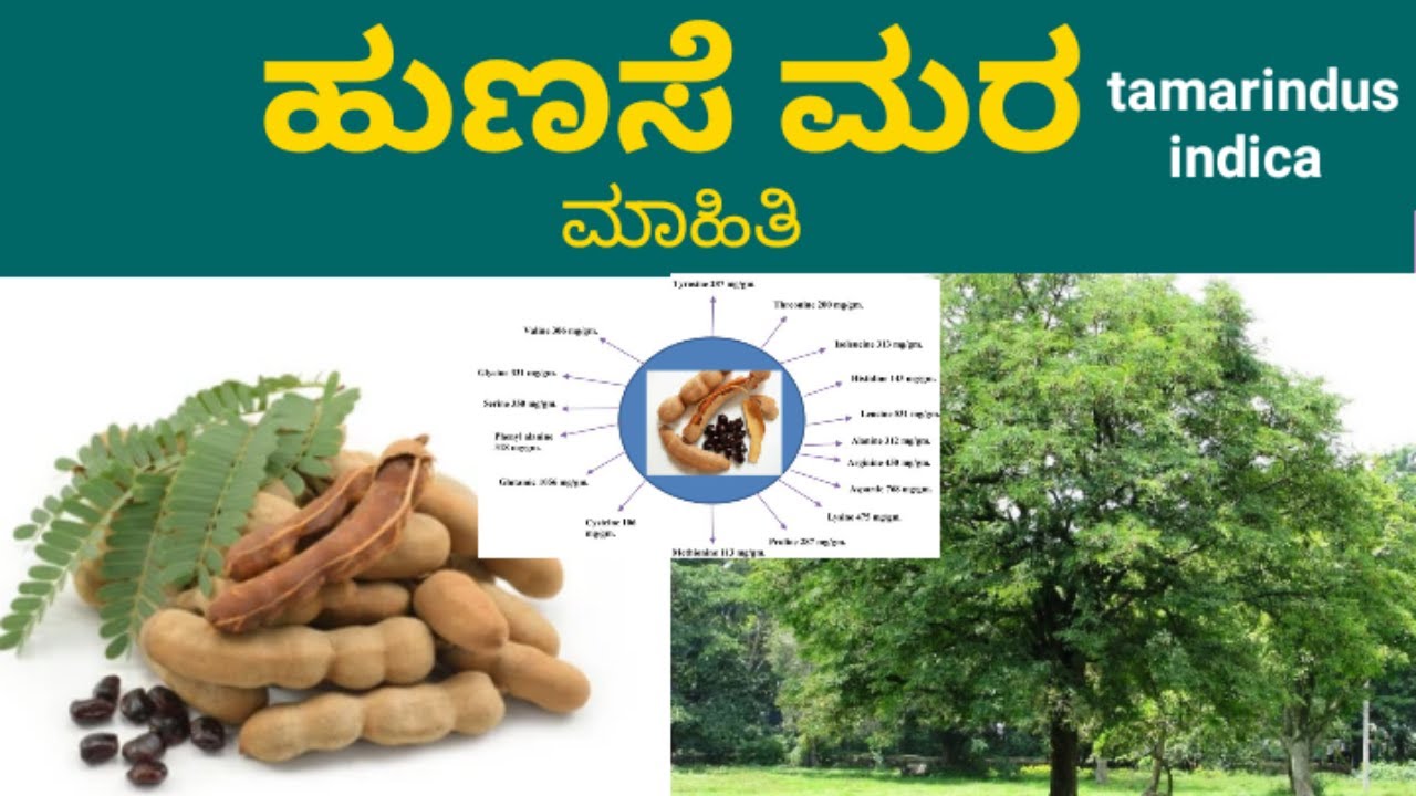 tamarindus indica tree ಹುಣಸೆ ಮರದ ಮಾಹಿತಿ - YouTube