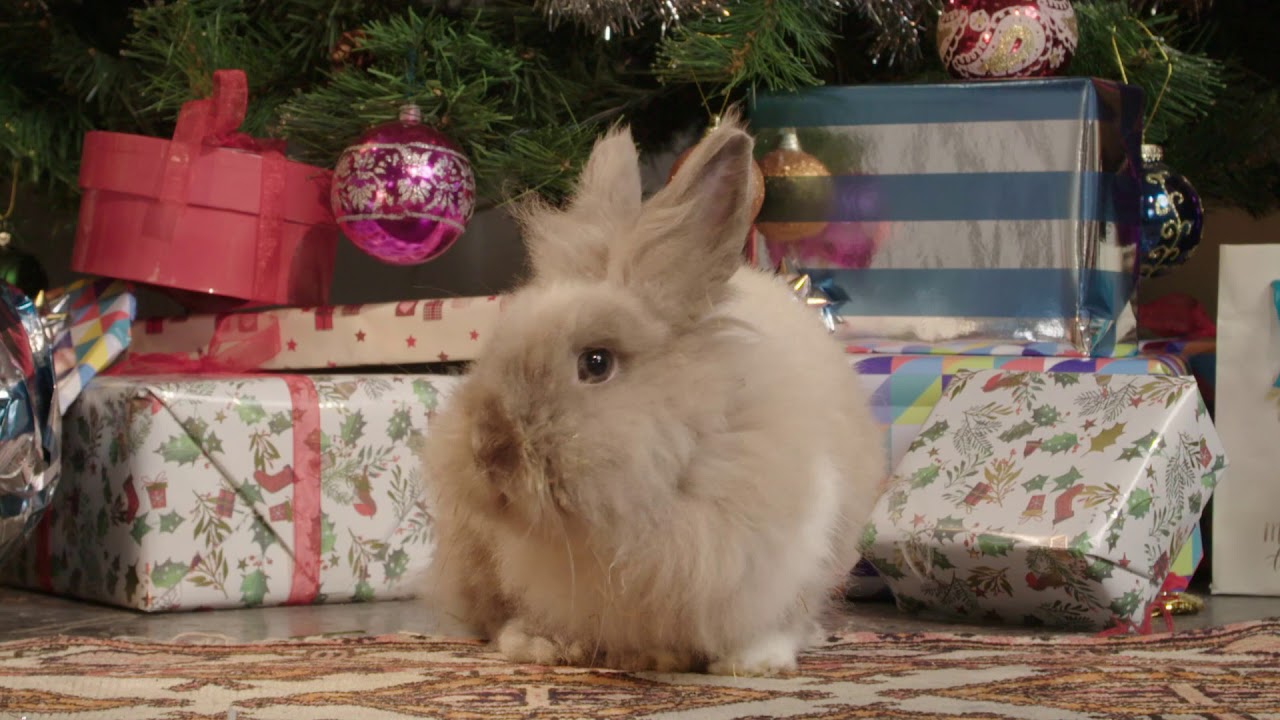 Quirk Theatre: The Velveteen Rabbit Trailer - YouTube