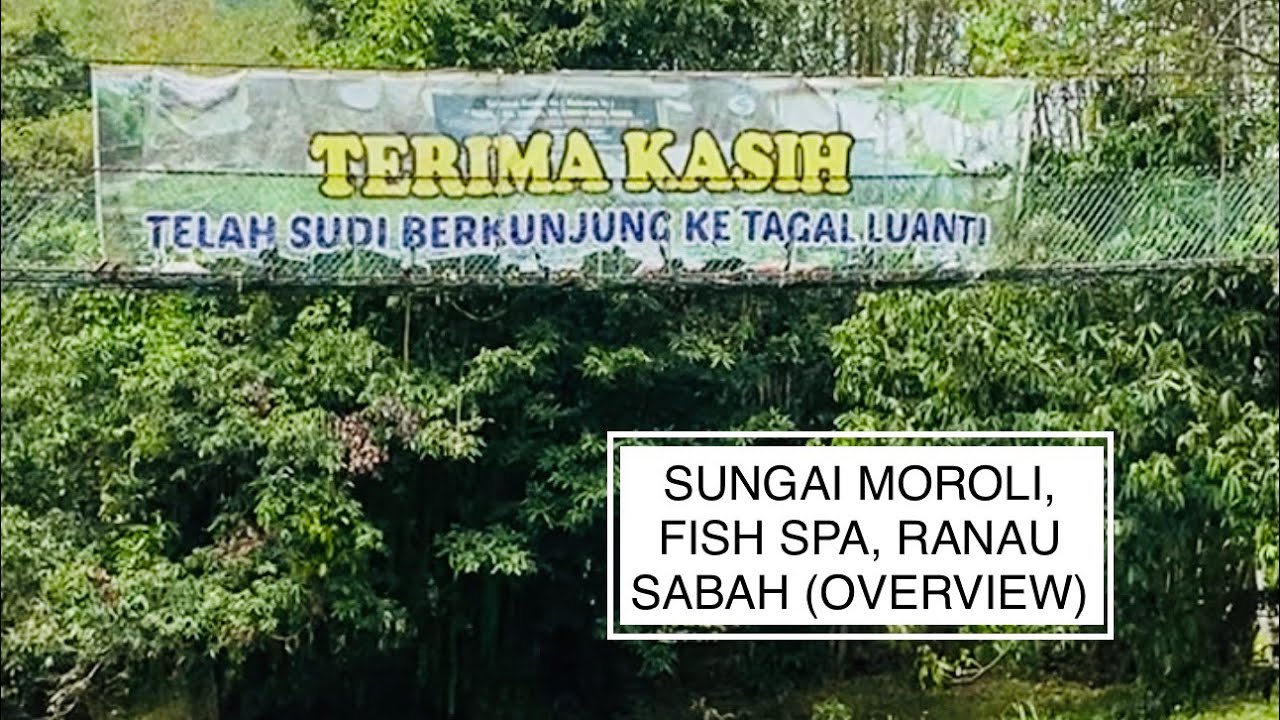 Full overview ikan di dalam sungai moroli fish SPA, Ranau Sabah - YouTube