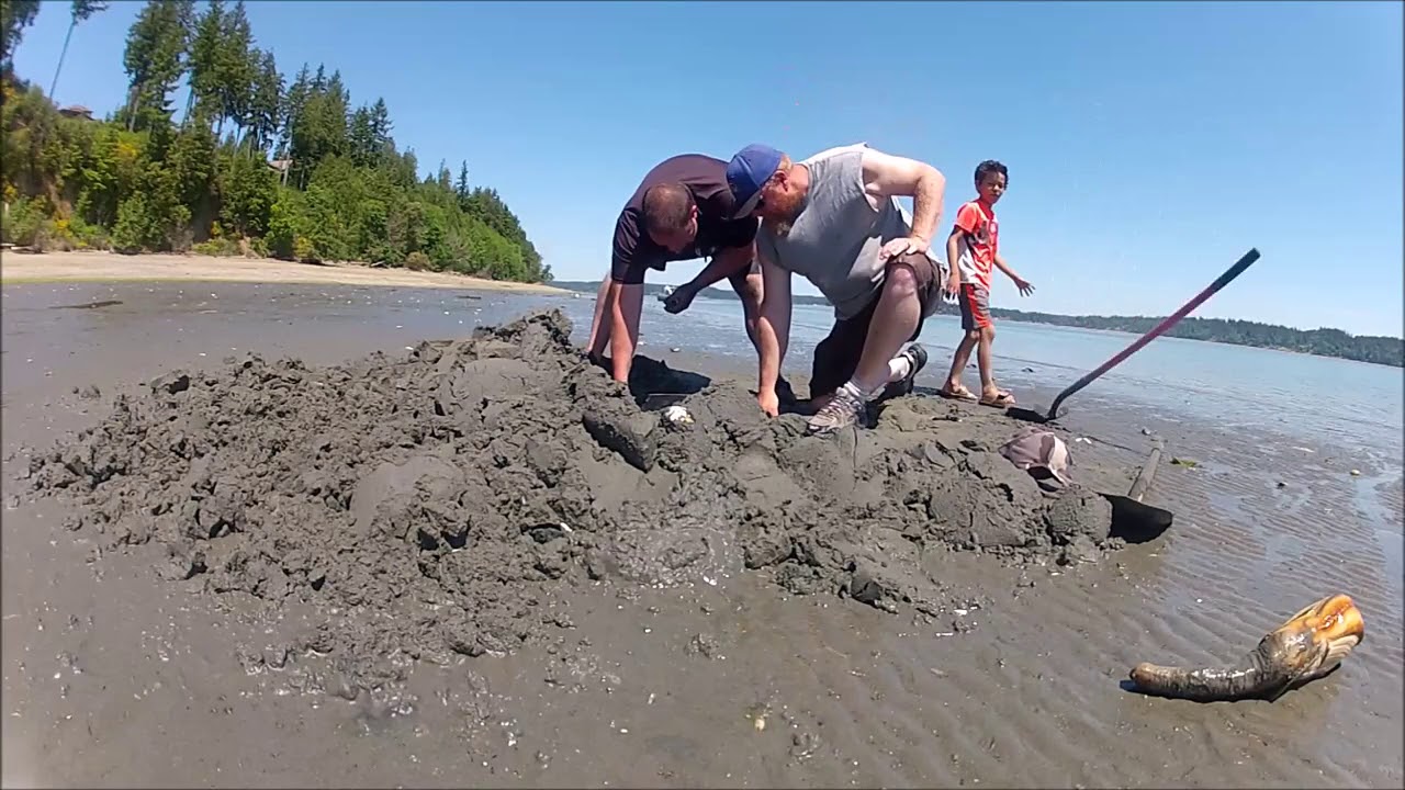 Geoduck; Washington State (2) - YouTube