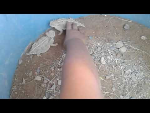 lagarto  cornudo reproducción