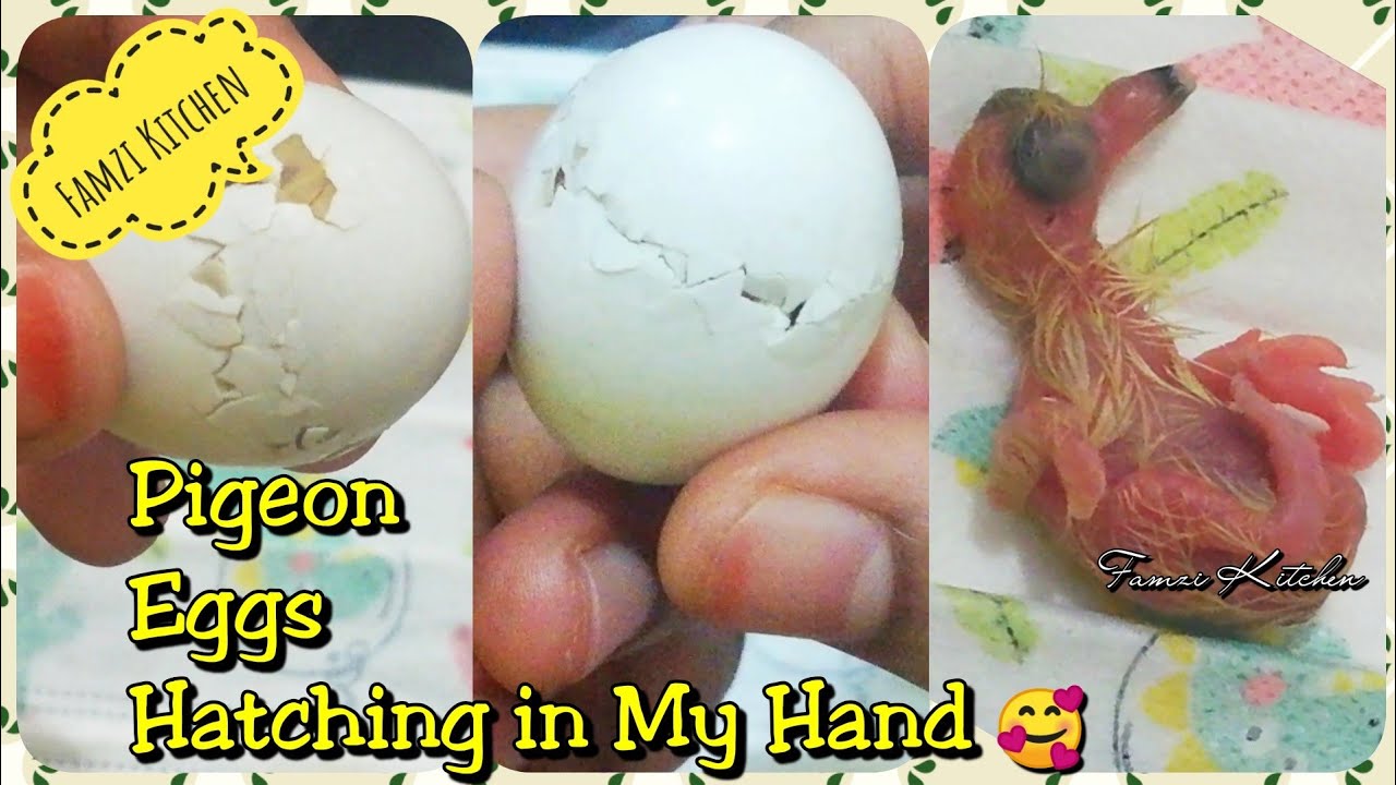 🔴LIVE Pigeon Egg Hatching in My Hand ¦ 1st time in My hand Egg Hatching ...