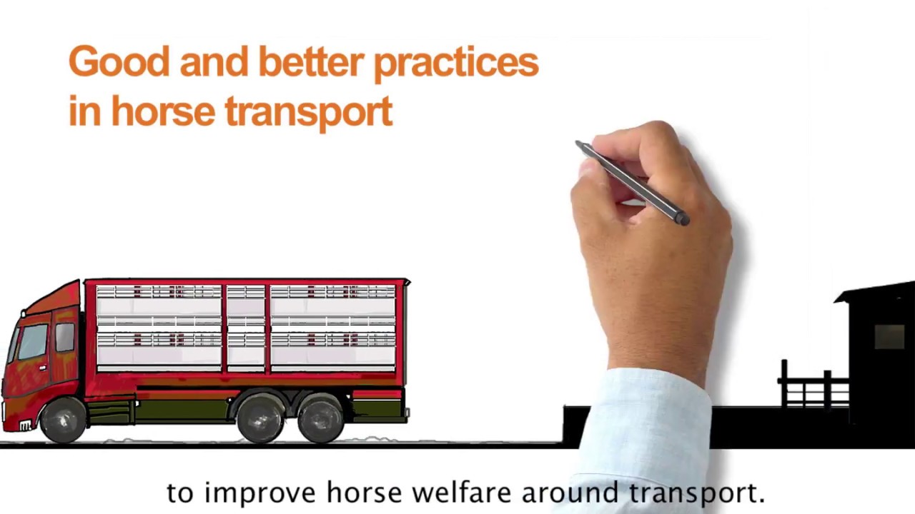 Good and Better practices in Horse Transport - YouTube