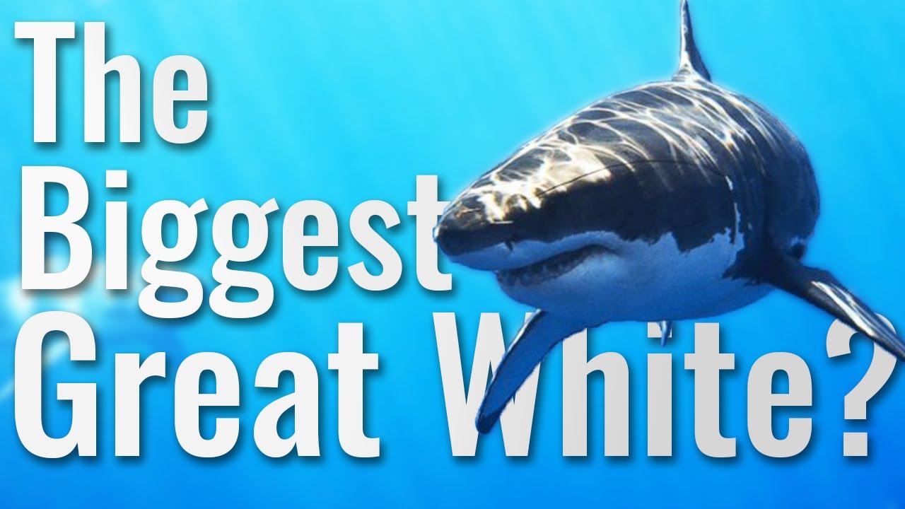 Deep Blue - The Biggest Great White? - YouTube