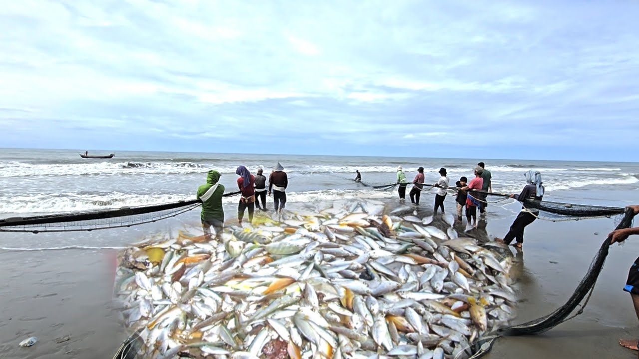 Beach Seine Nets Catch Huge Amounts of Fish Near the Shore - YouTube