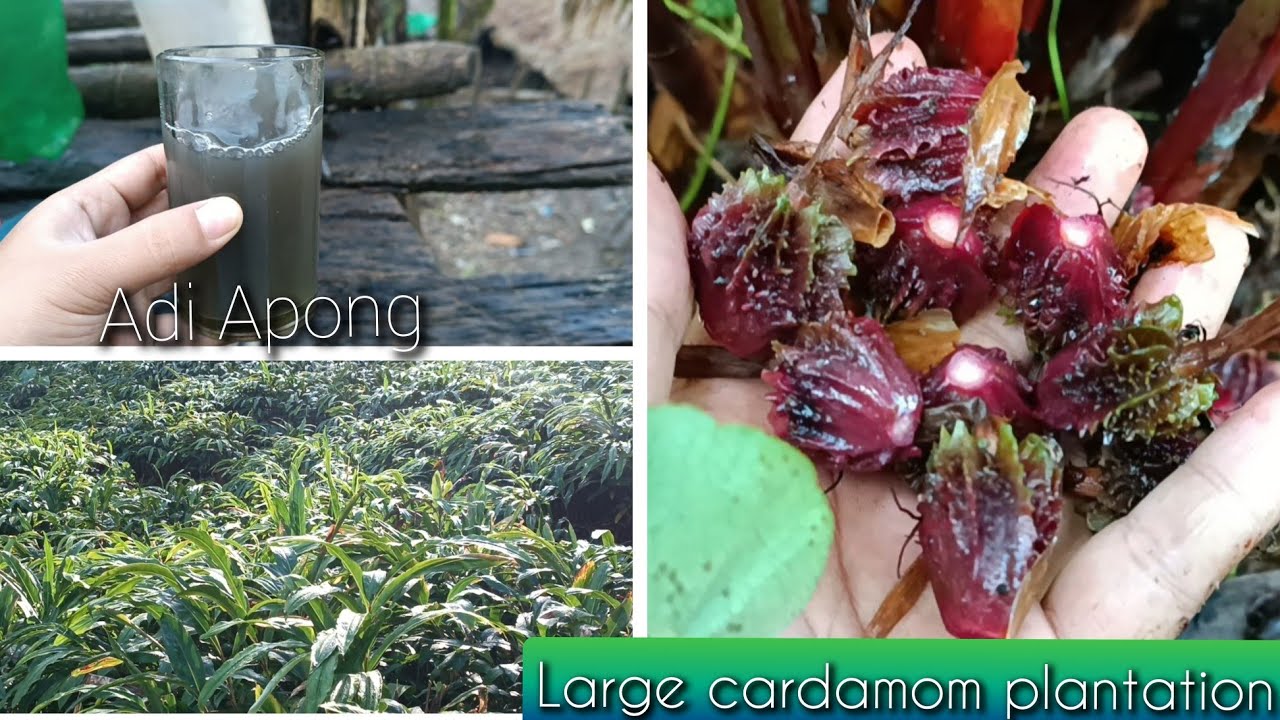 Large cardamom/Bada elaichi/ cardamom plantation|| Adi wine making ...