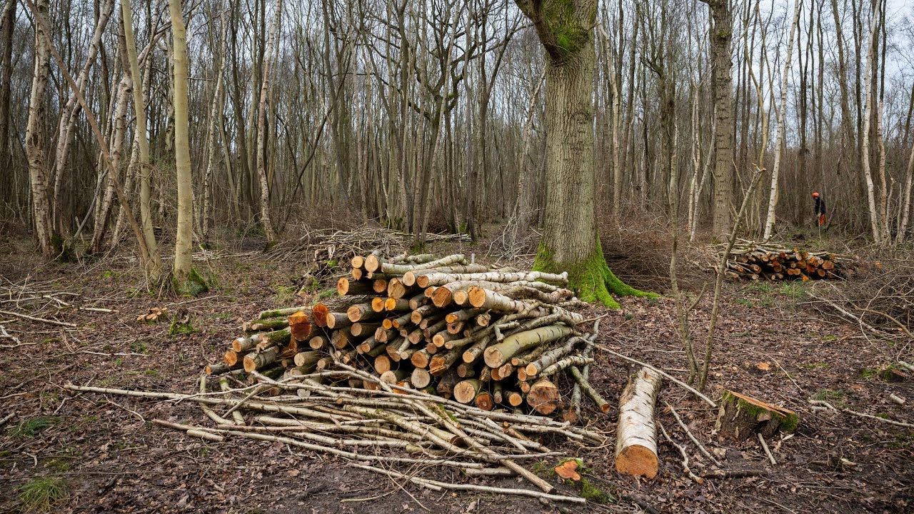 What is coppicing and why is it important? - Suffolk Wildlife Trust ...