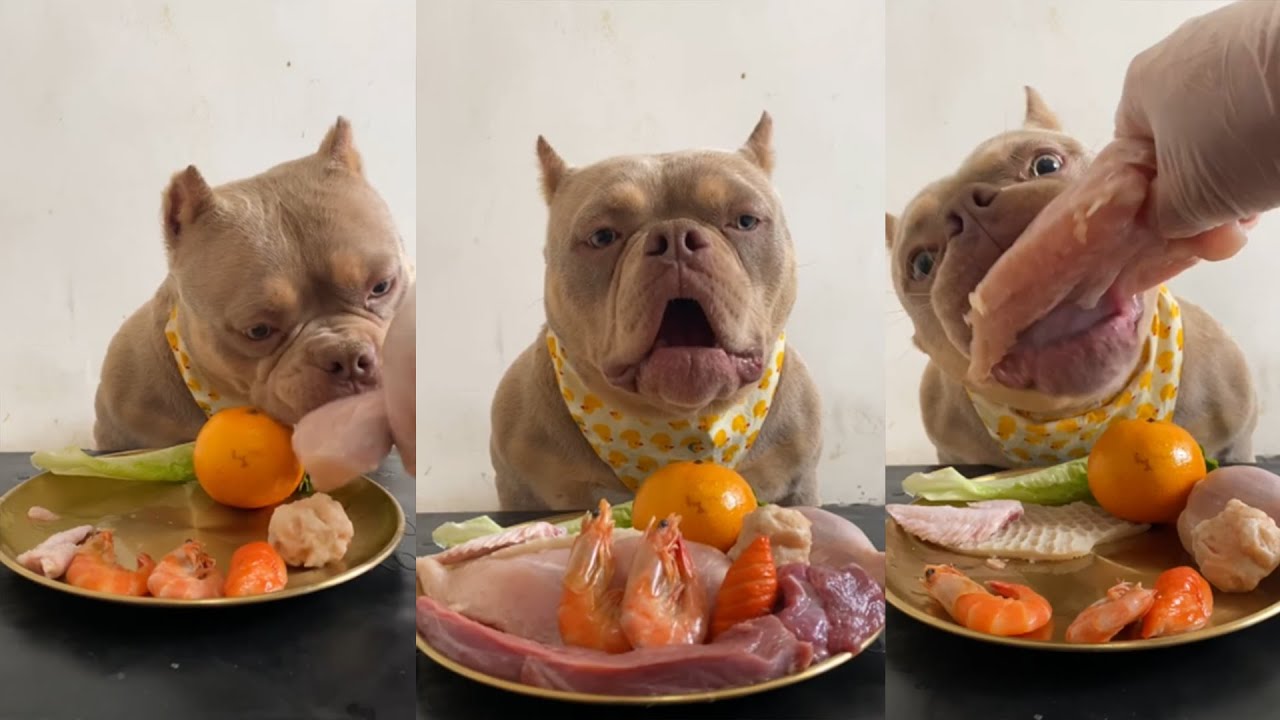 ASMR Dog Eating Show- Pit Bull eating Food - YouTube