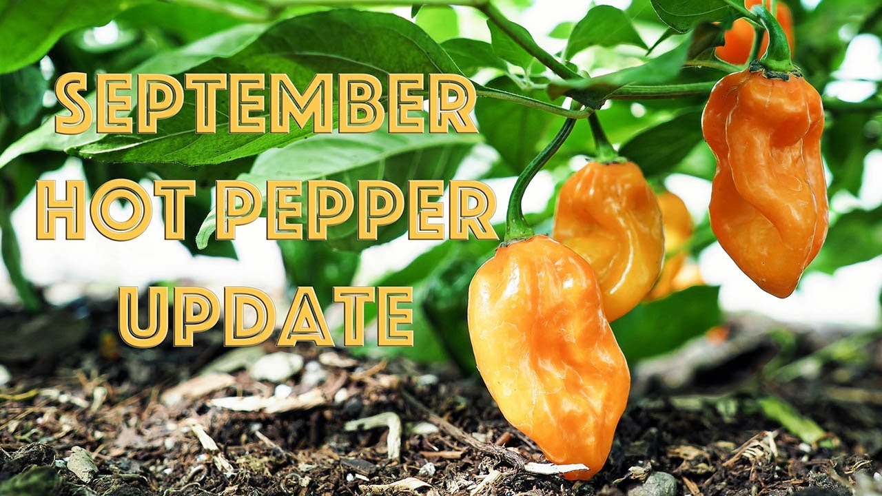 September Hot Pepper Update - YouTube