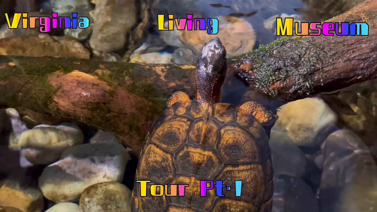 Reptiles and Amphibians Weekend at the Virginia Living Museum Pt. 1 ...