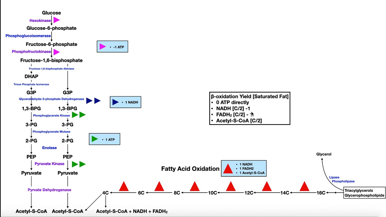 Overview of Metabolism [Part 1] | Glycolysis, β-oxidation, Glycogen ...