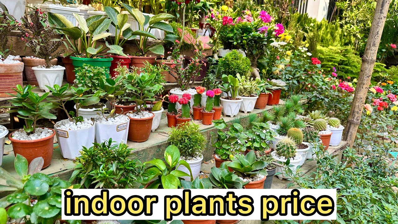 indoor plant price | Bonsai plants price | ইনডোর প্ল্যান্টের দাম।doyel chattar.বনসাই.bd plants ...