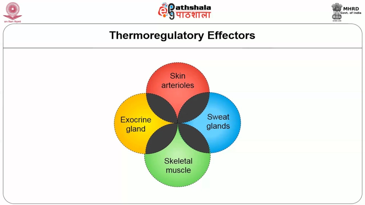 Water, Electrolytes and Temperature regulation - YouTube
