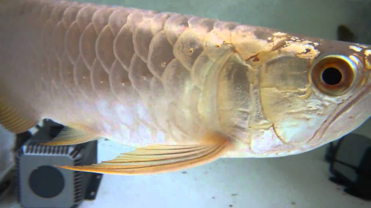 DFI 24K Crossback golden arowana Oct 2010 update - YouTube