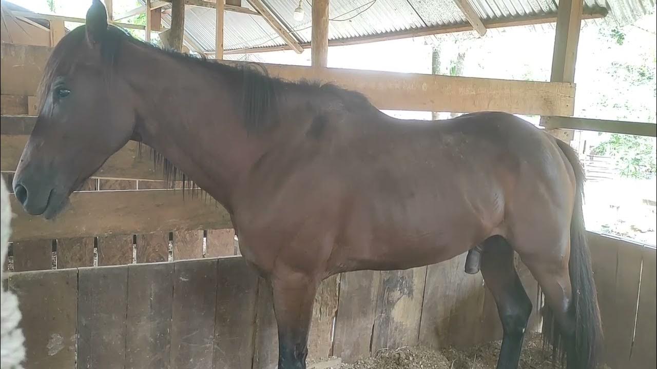 kuda kencana lucu, kuda kuda, suara kuda, Horse, horses - YouTube